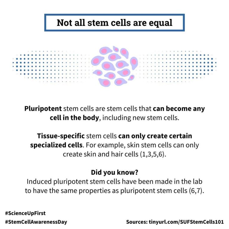 Stem Cells 101: Purpose and potential | ScienceUpFirst