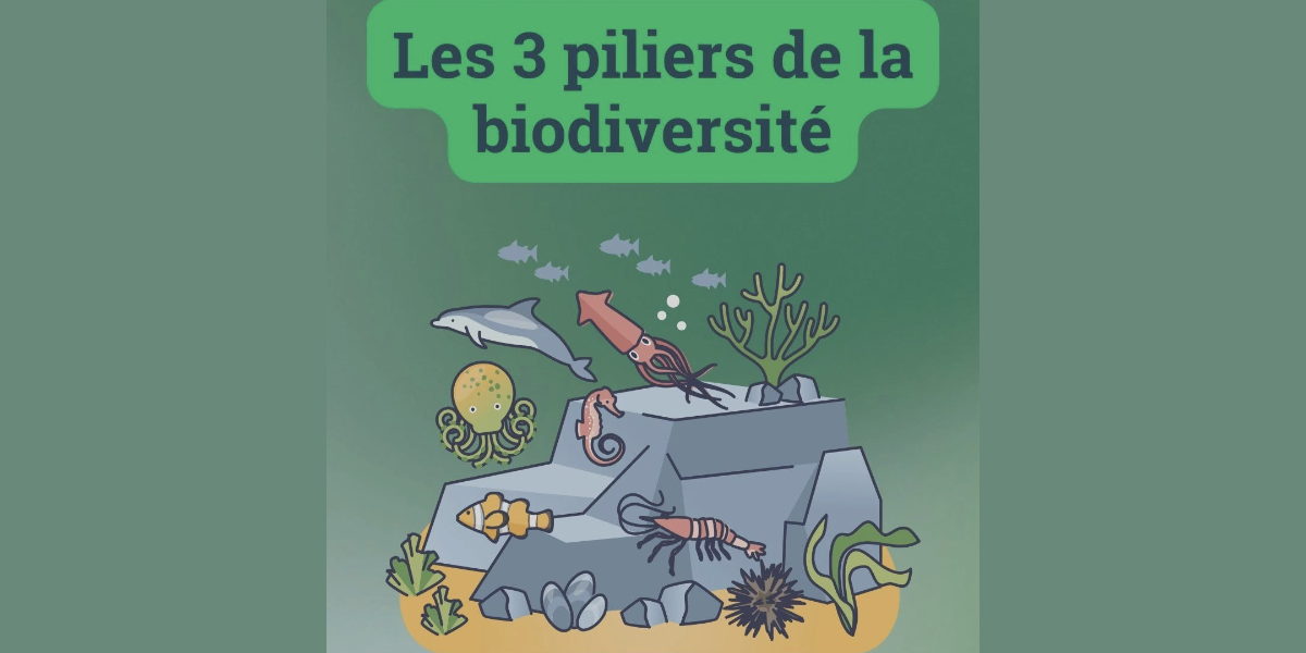 Les 3 piliers de la biodiversité | LaSciencedAbord